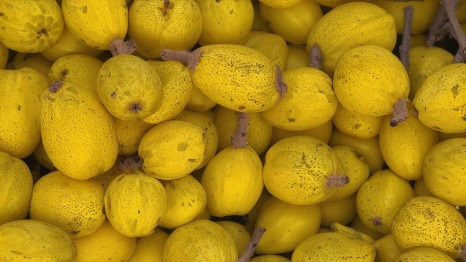 Top 8 Delicious Anacardiaceae Fruits You Must Try