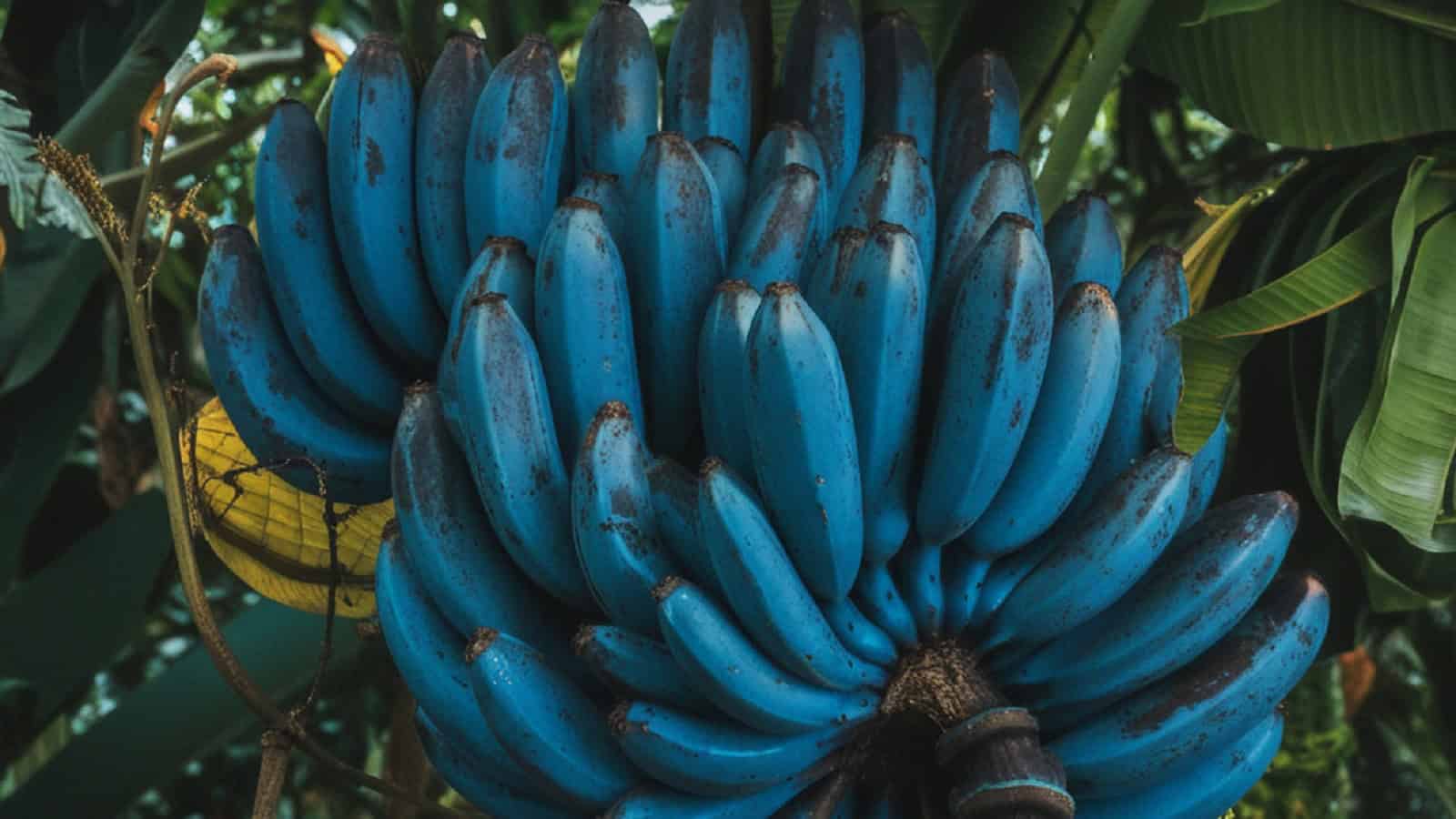 8 Incredible Musaceae Fruits You Need to Try Right Now